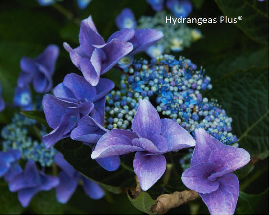 Hydrangea Macrophylla Rotschwanz – Hydrangeas Plus