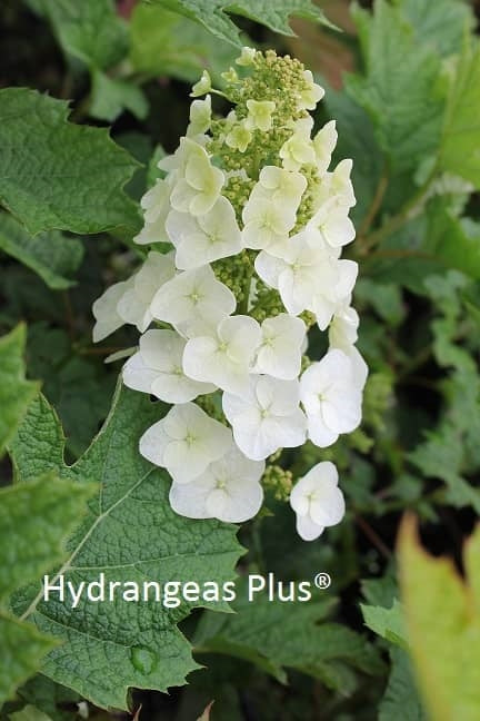 Hydrangea Quercifolia Ruby Slippers – Hydrangeas Plus