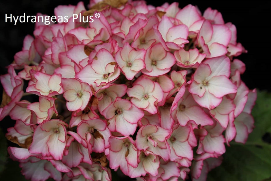 Hydrangeas Plus