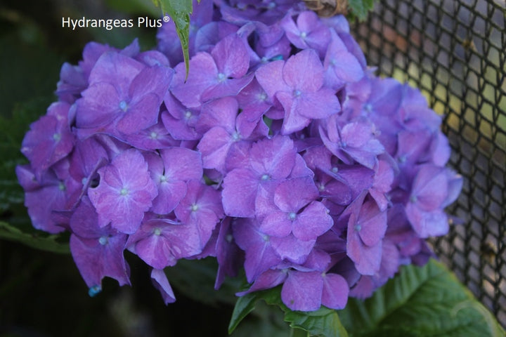 Macrophylla – Page 10 – Hydrangeas Plus