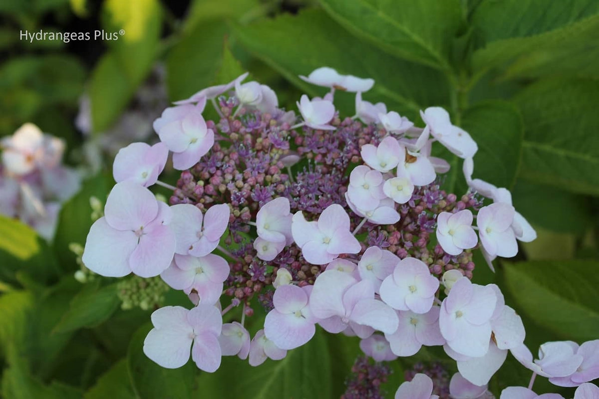 Hydrangea Macrophylla Seafoam – Hydrangeas Plus