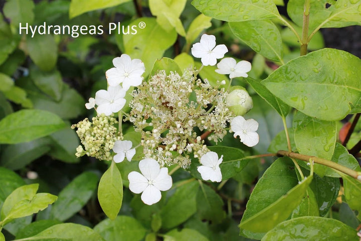 Climbers – Hydrangeas Plus