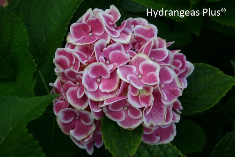 Hydrangea Macrophylla Sensation – Hydrangeas Plus