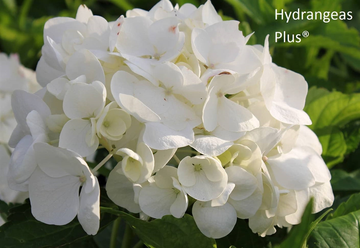 Hydrangea Macrophylla Sister Theresa – Hydrangeas Plus
