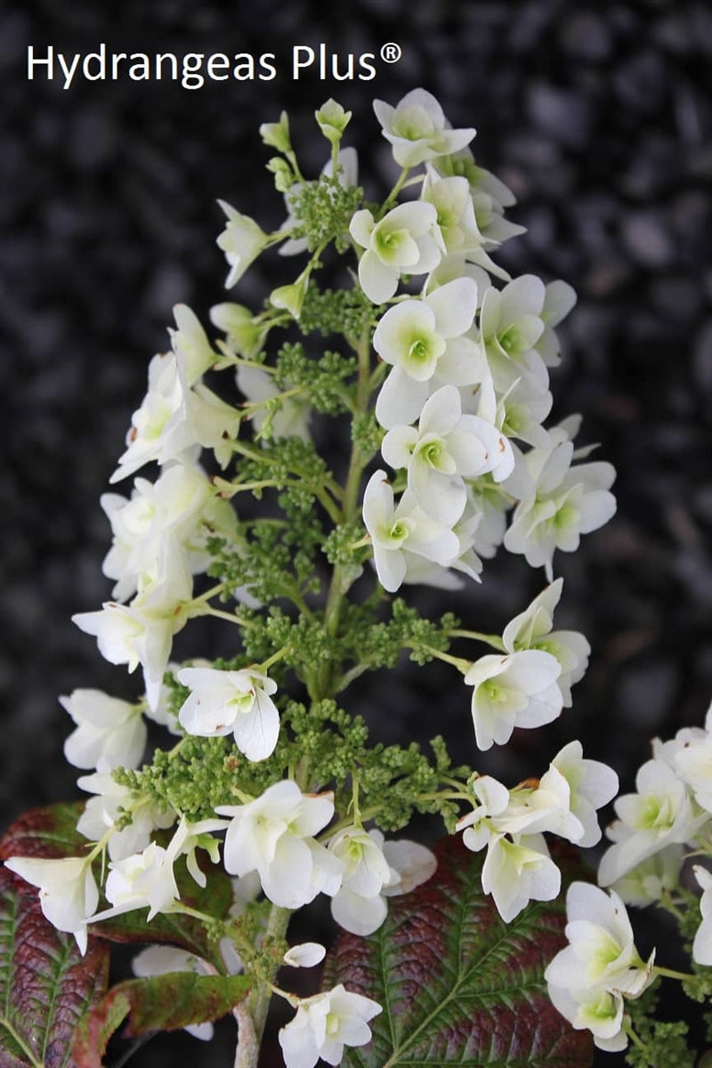 Hydrangea Quercifolia Snowflake – Hydrangeas Plus