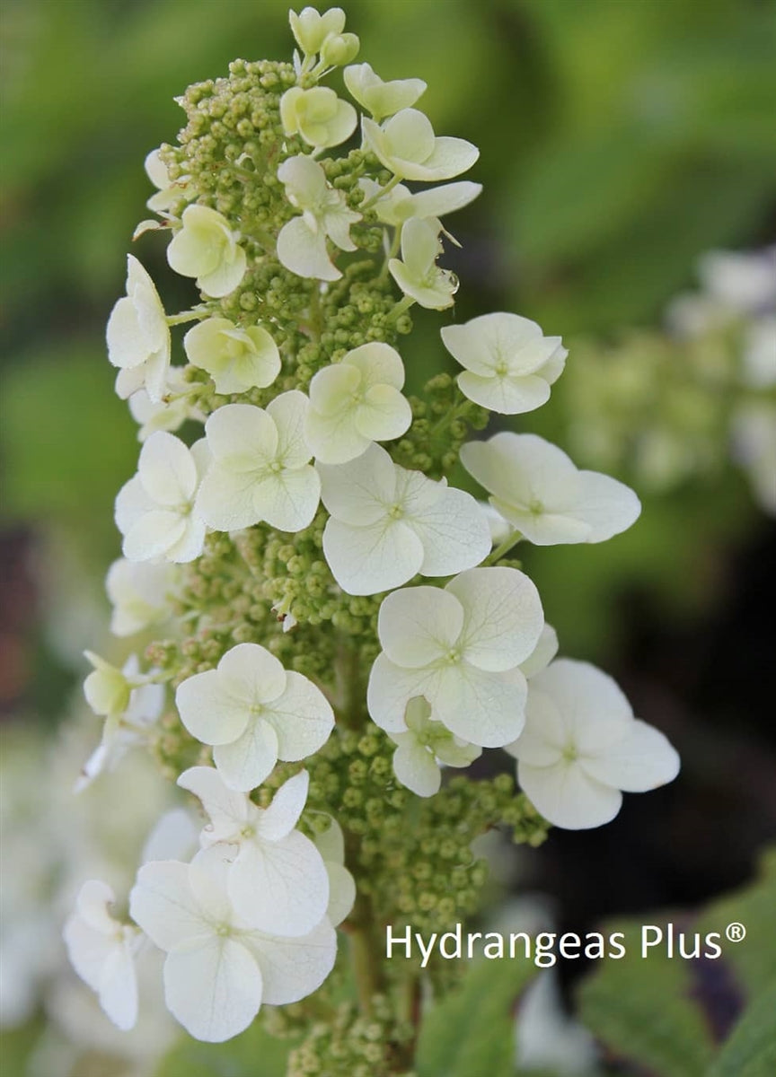 Hydrangea Quercifolia Snow Queen – Hydrangeas Plus
