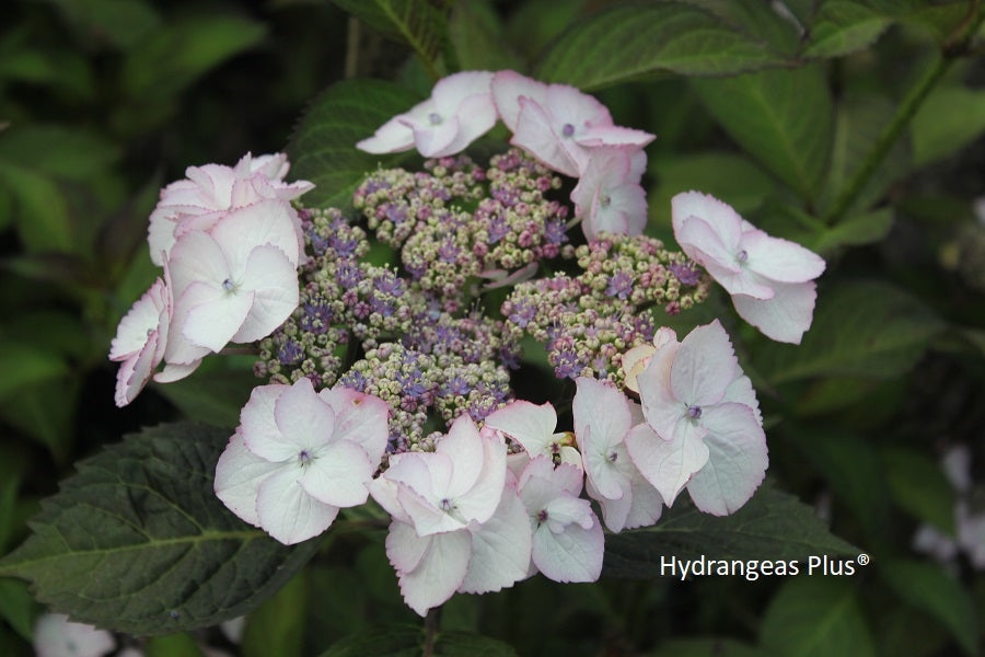 Hydrangea Macrophylla Sol – Hydrangeas Plus