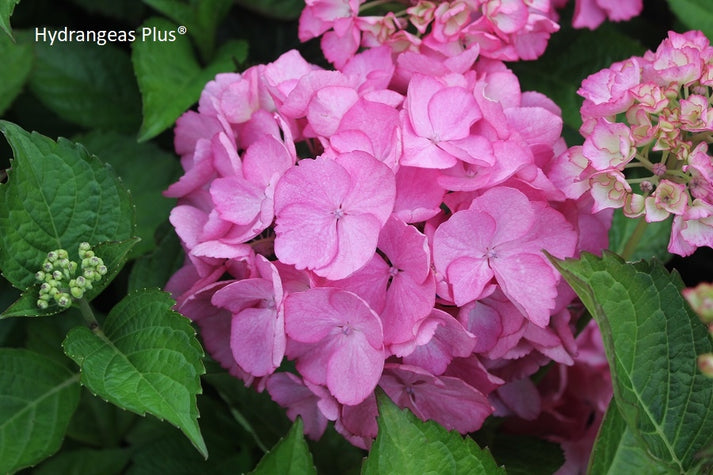 Hydrangea Macrophylla Stella™ – Hydrangeas Plus