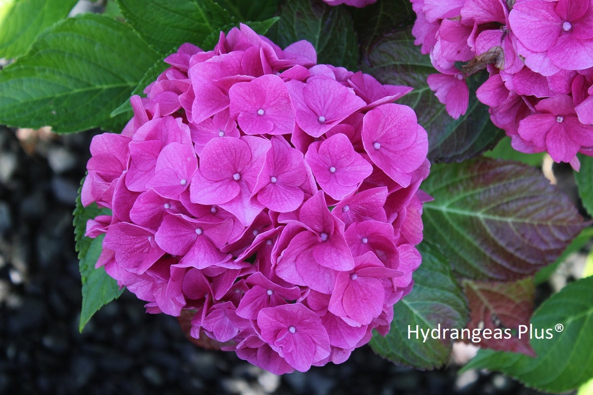 Hydrangea Macrophylla Stratford – Hydrangeas Plus