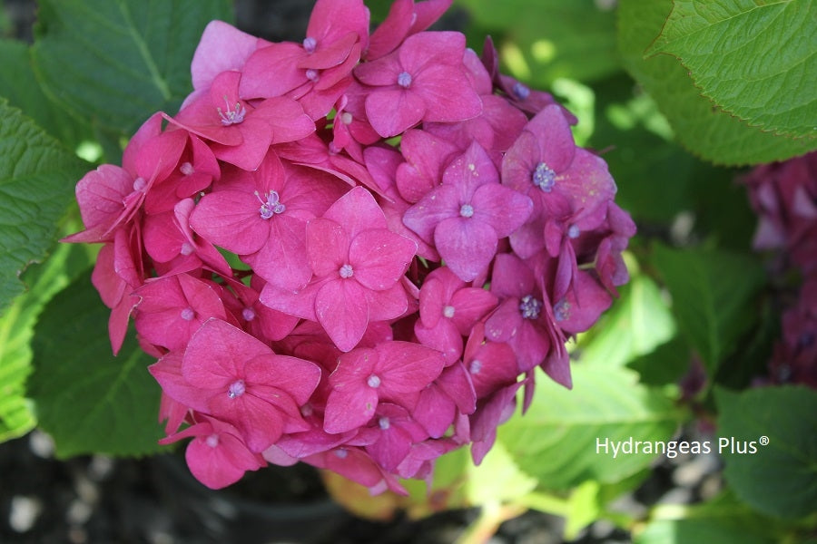 Hydrangea Macrophylla Summer Crush® Endless Summer® – Hydrangeas Plus