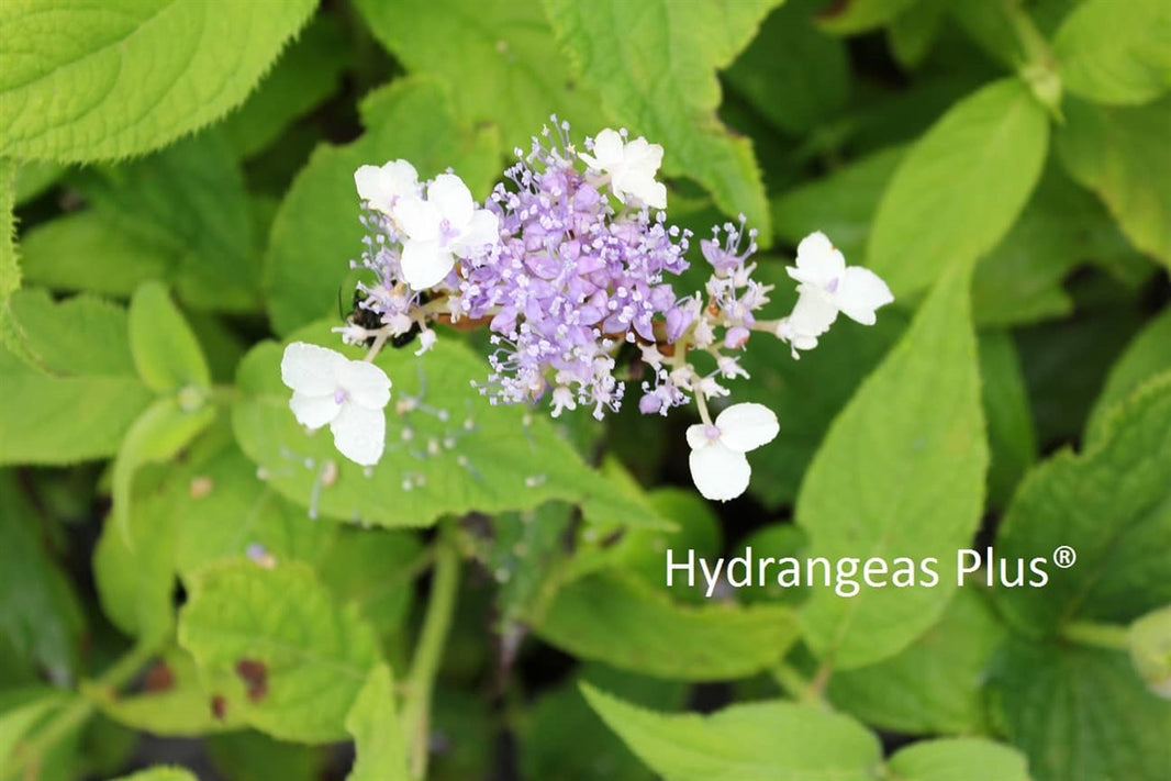 Close Relatives – Hydrangeas Plus