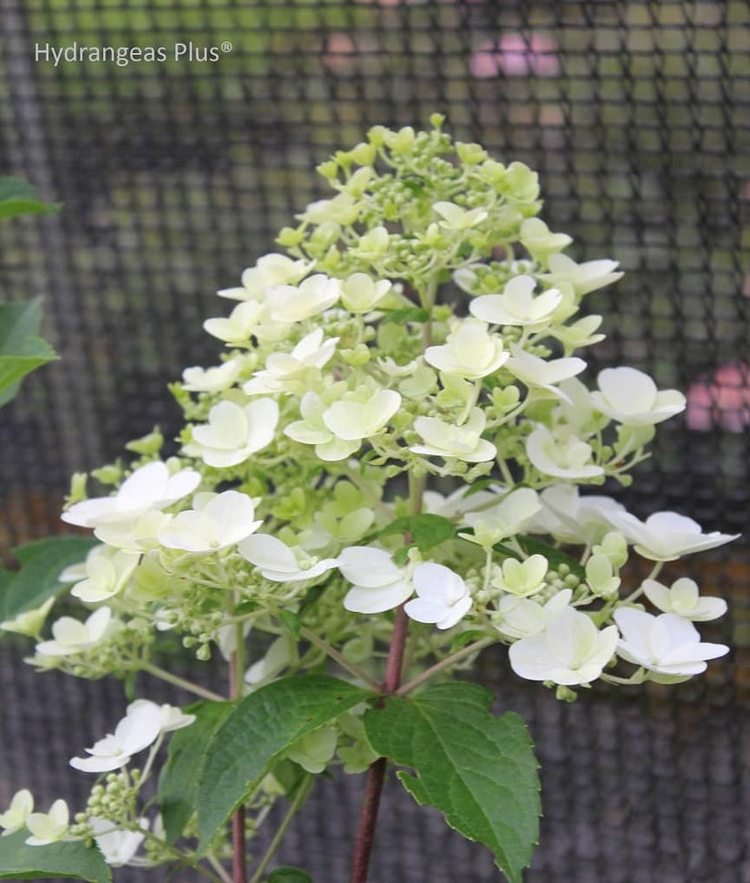 Hydrangea Paniculata Tardiva – Hydrangeas Plus