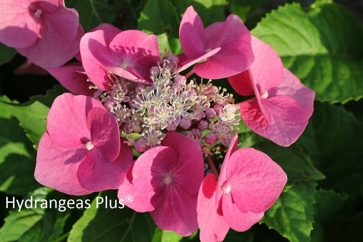 Hydrangea Macrophylla Taube – Hydrangeas Plus