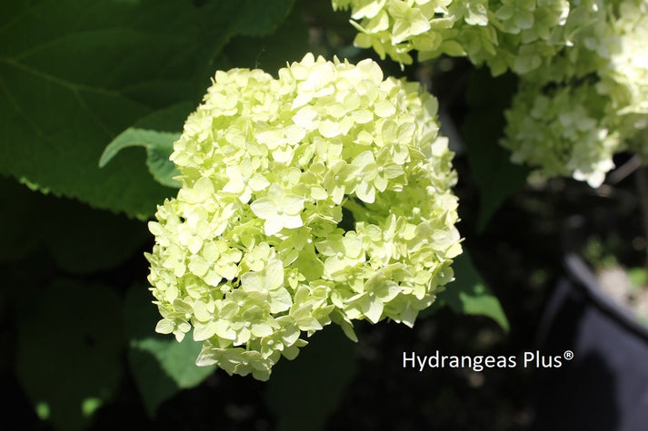 Hydrangea Arborescens Terry Greer – Hydrangeas Plus