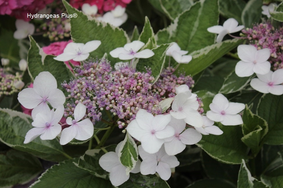 Hydrangea Macrophylla Tricolor – Hydrangeas Plus