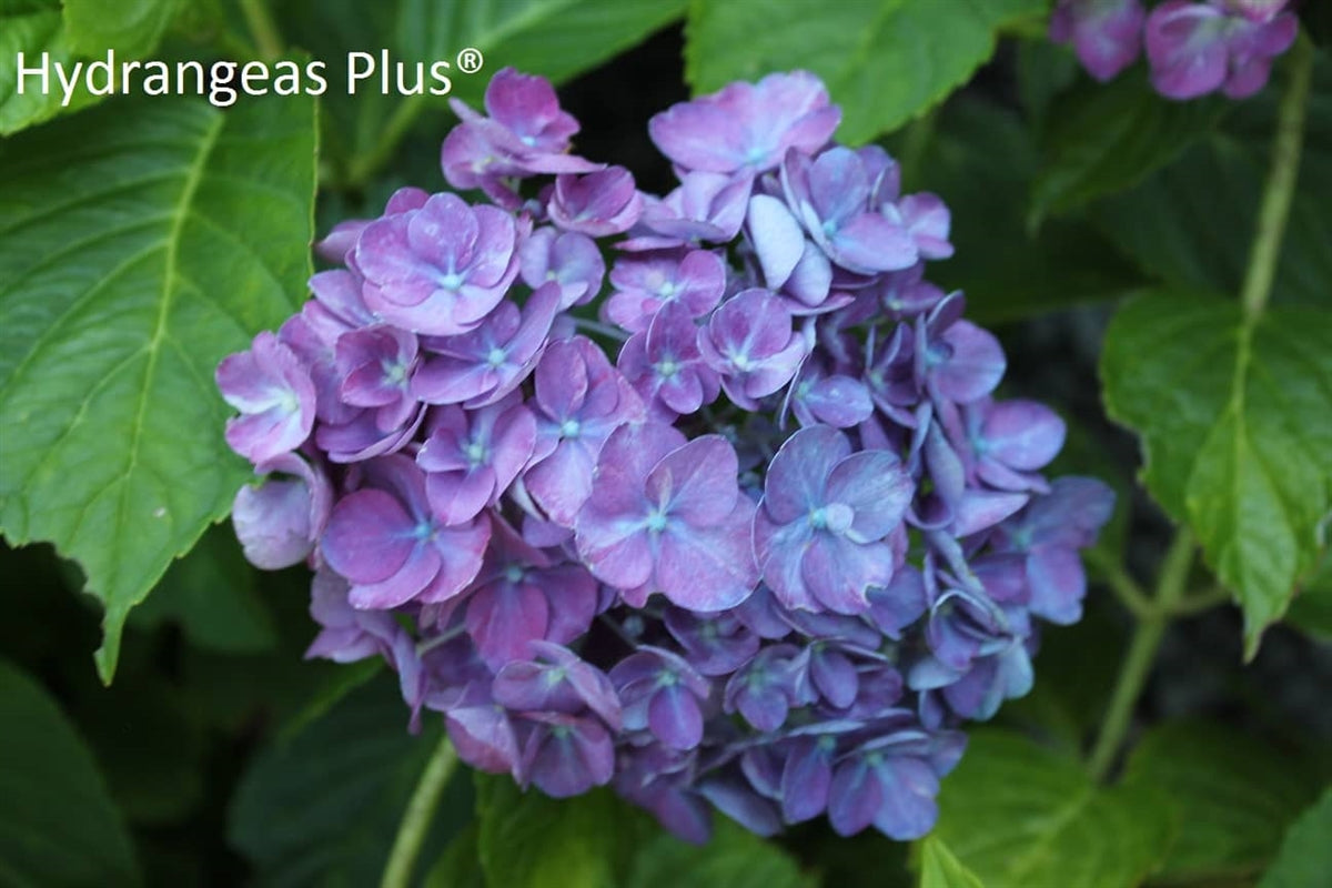 Hydrangea Macrophylla Trophy – Hydrangeas Plus