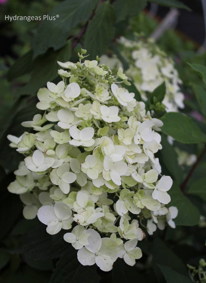 Hydrangea Paniculata Unique – Hydrangeas Plus