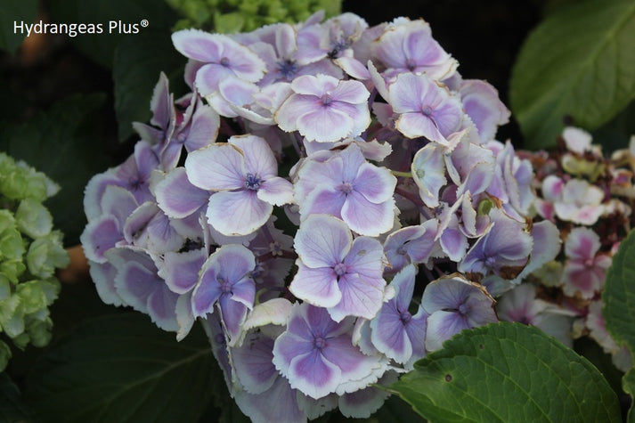 Hydrangea Macrophylla Wedding Ring – Hydrangeas Plus
