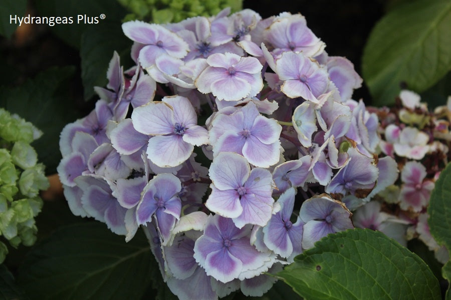Hydrangea Macrophylla Wedding Ring – Hydrangeas Plus