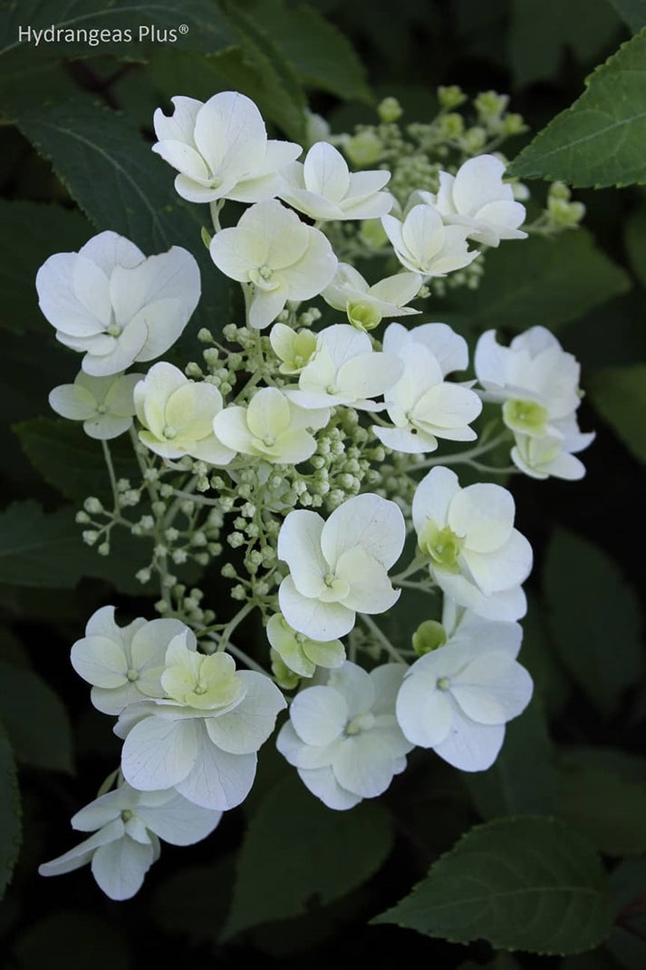 Hydrangea Paniculata White Moth – Hydrangeas Plus