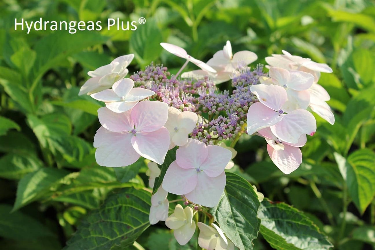 Hydrangea Macrophylla White Wave – Hydrangeas Plus