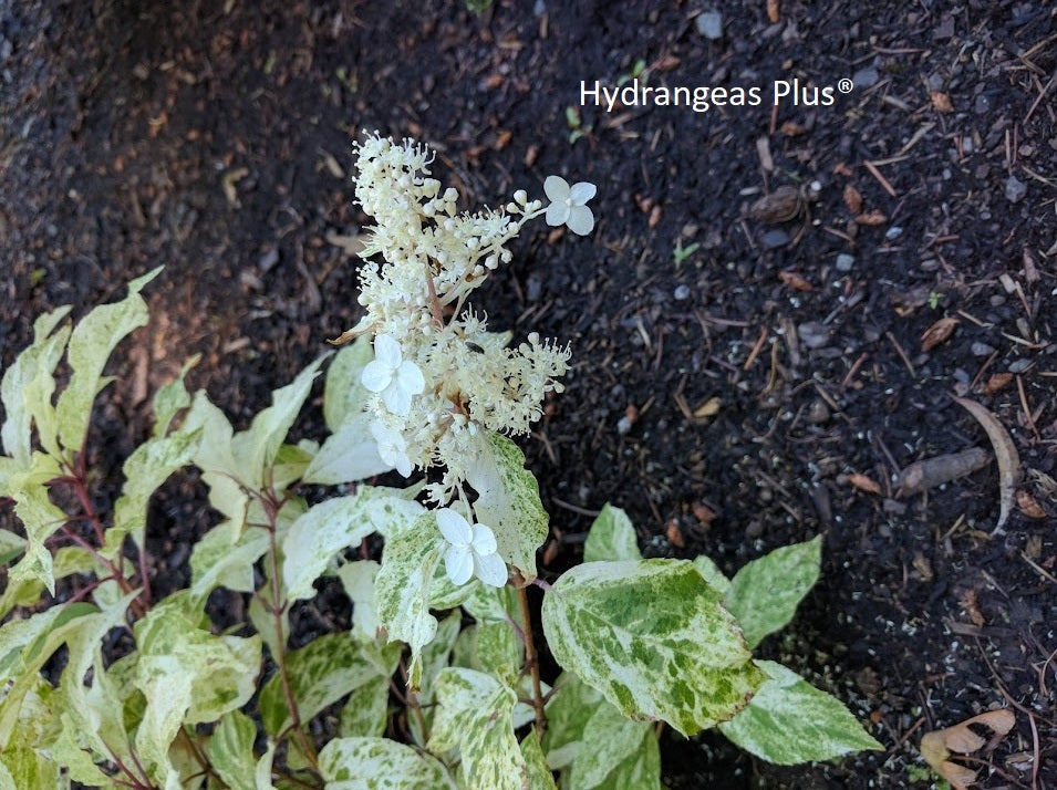 Hydrangea Paniculata Yuki Gessho – Hydrangeas Plus