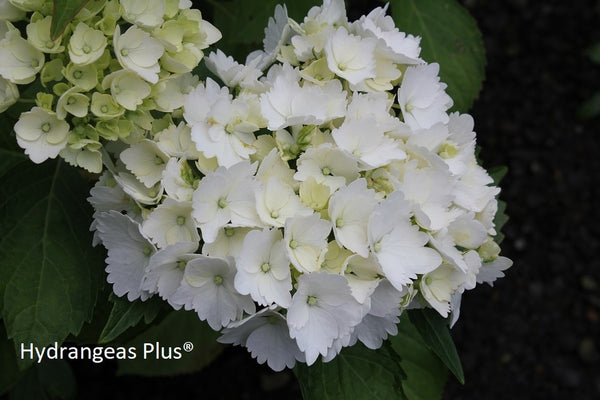 Hydrangea Macrophylla Zebra (Onyx) – Hydrangeas Plus