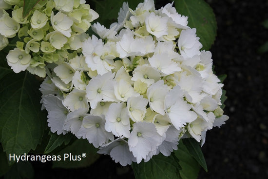 Hydrangea Macrophylla Zebra (Onyx) – Hydrangeas Plus