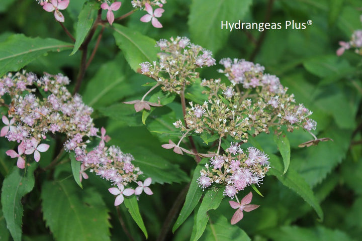 Close Relatives – Hydrangeas Plus
