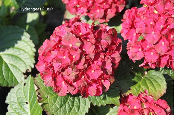 Hydrangea Macrophylla Cherry-Go-Round – Hydrangeas Plus