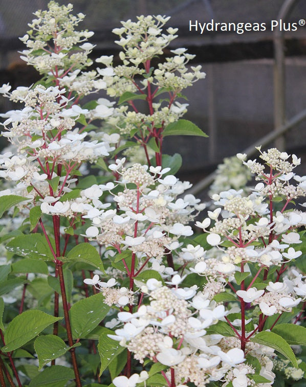 Hydrangea Paniculata Fire & Ice – Hydrangeas Plus