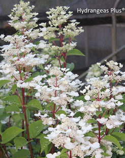 Hydrangea Paniculata Fire & Ice – Hydrangeas Plus