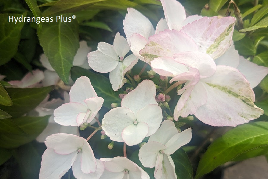 Hydrangea Game Changer Picotee – Hydrangeas Plus