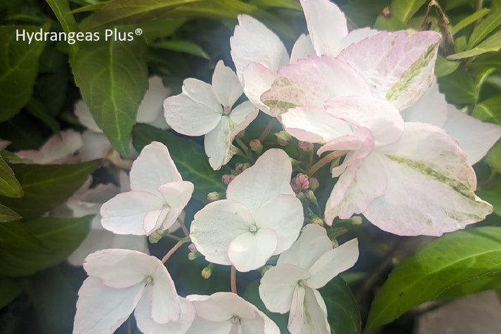 Hydrangea Game Changer Picotee – Hydrangeas Plus