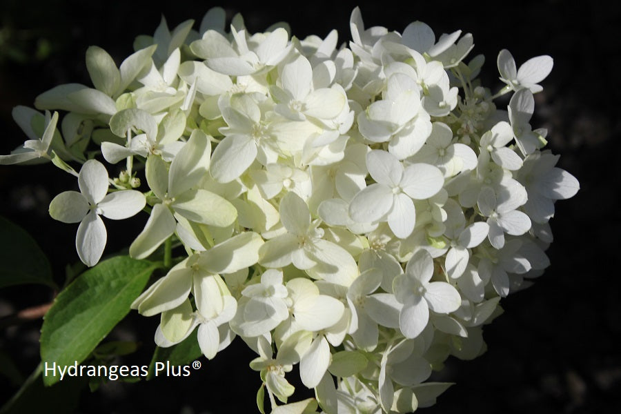 Hydrangea Paniculata Little Fresco – Hydrangeas Plus