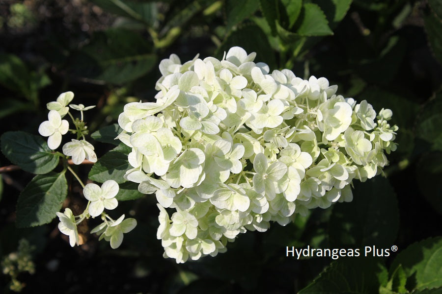 Hydrangea Paniculata Mega Pearl – Hydrangeas Plus
